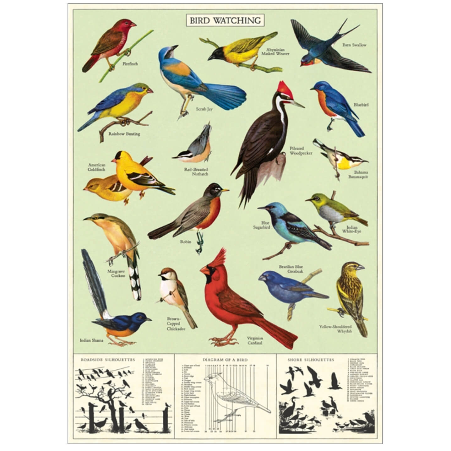 Study of Birds | Cavallini Vintage Poster | Bird Poster