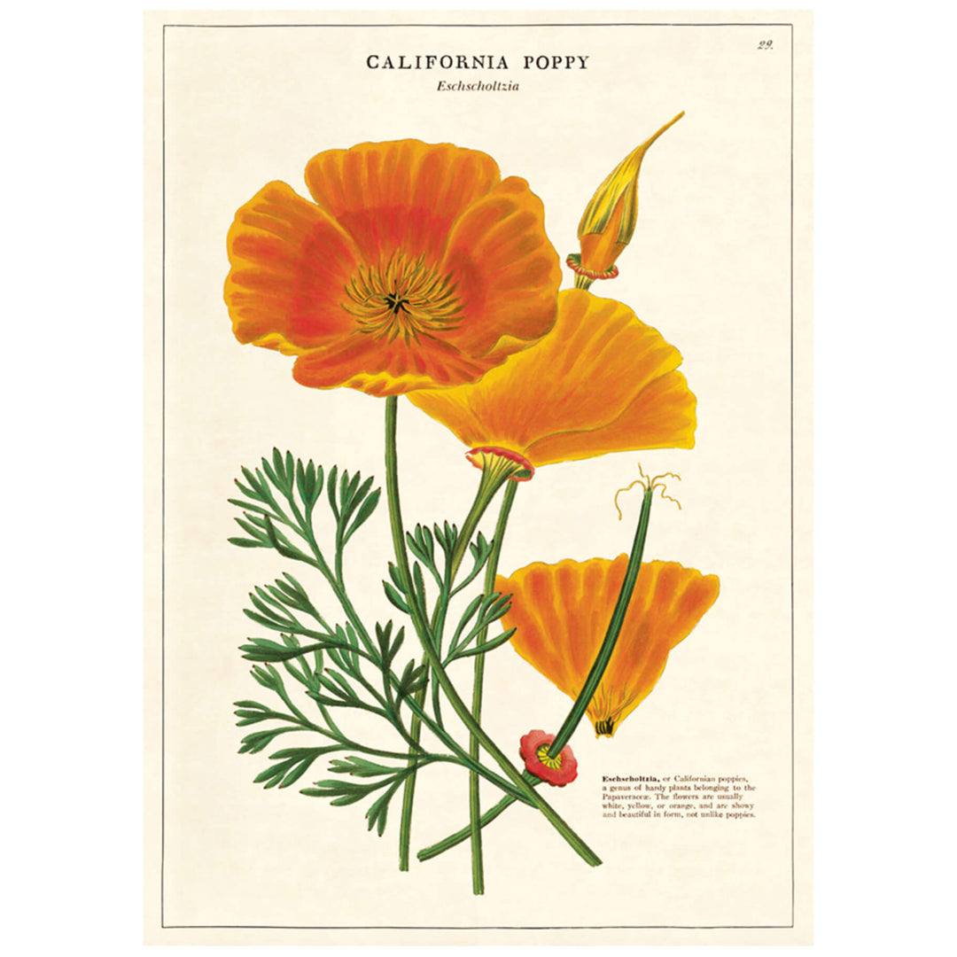 Botanical Illustration Poppy
