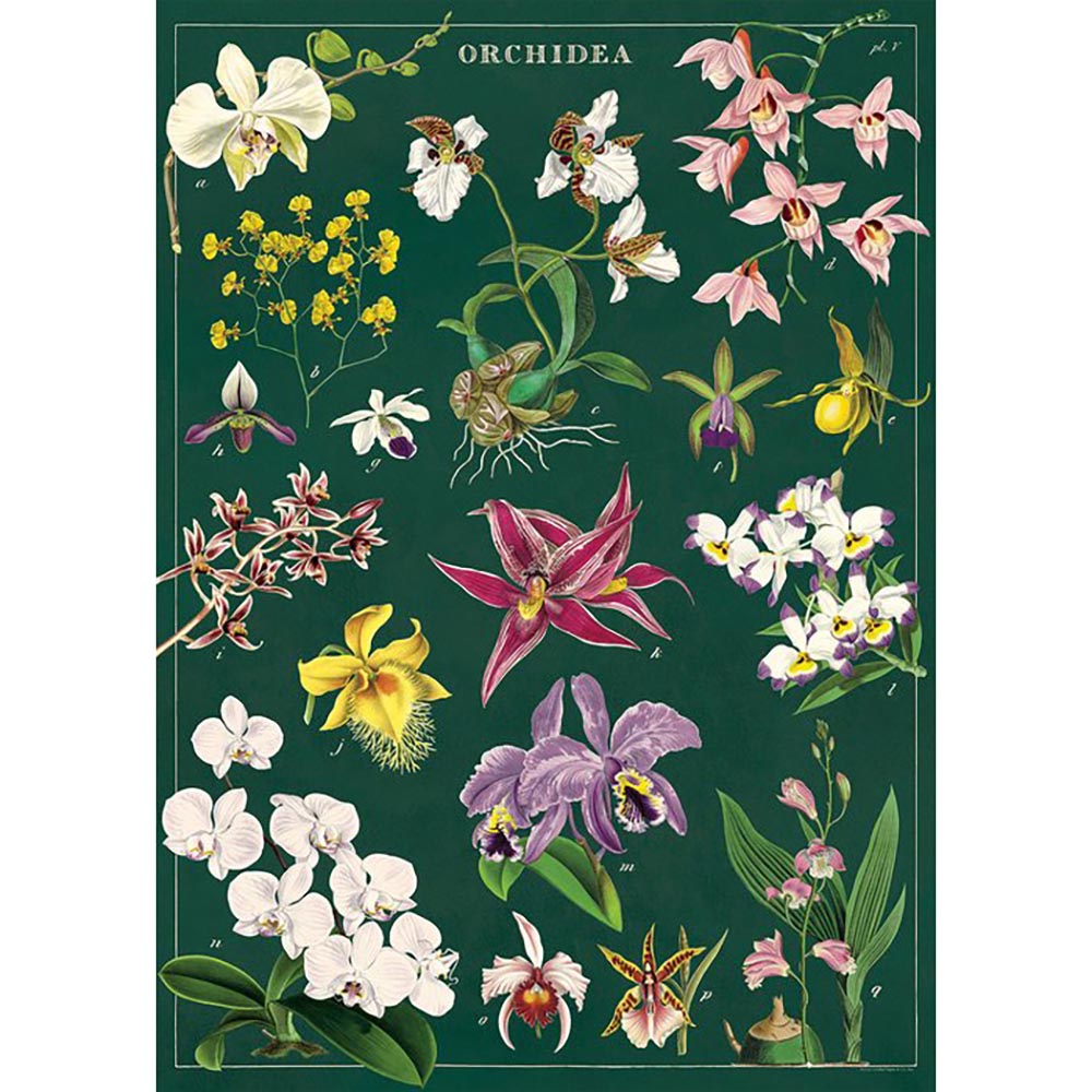 Botanical wall art - Cavallini poster - Orchid poster