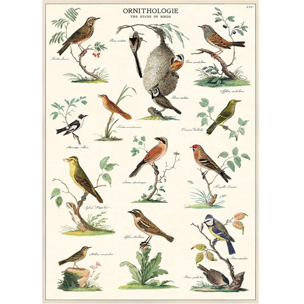 Cavallini poster - Poster of birds - Bird wrapping paper