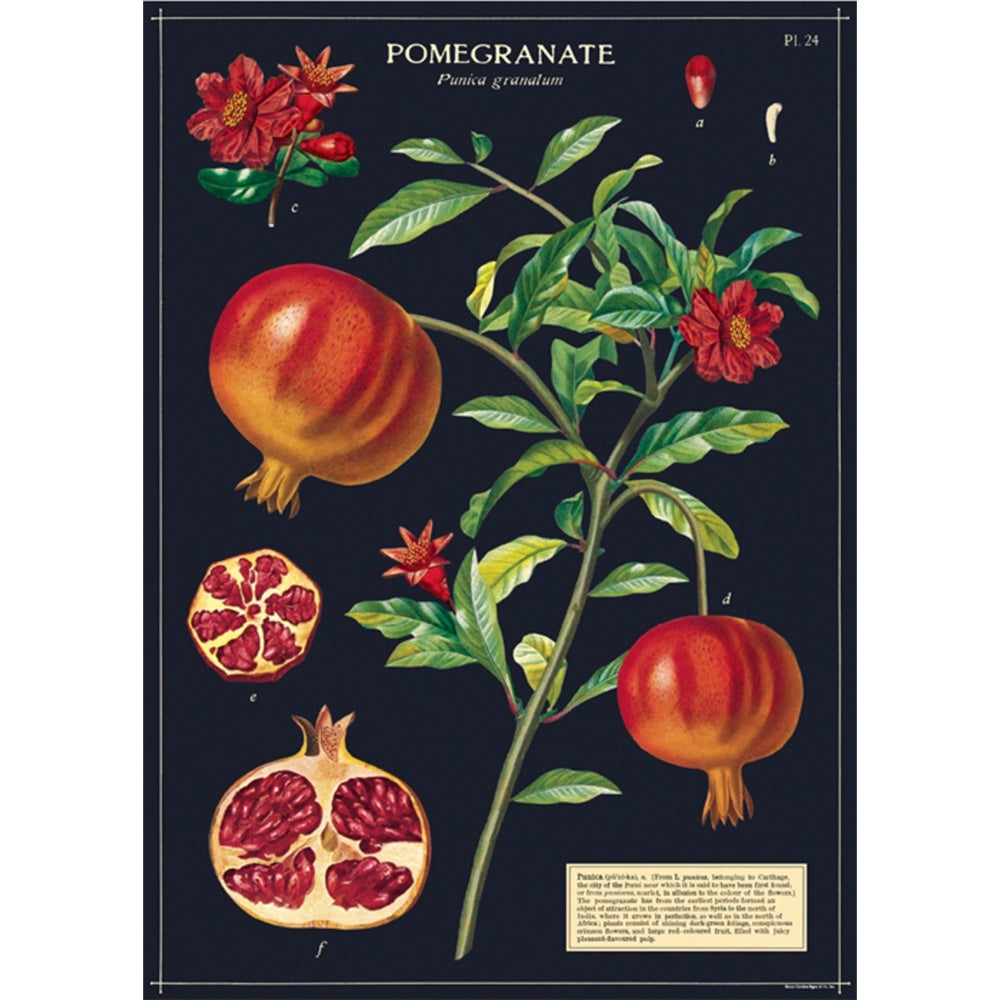 Pomegranate Art | Wrapping Paper Poster | Cavallini Print