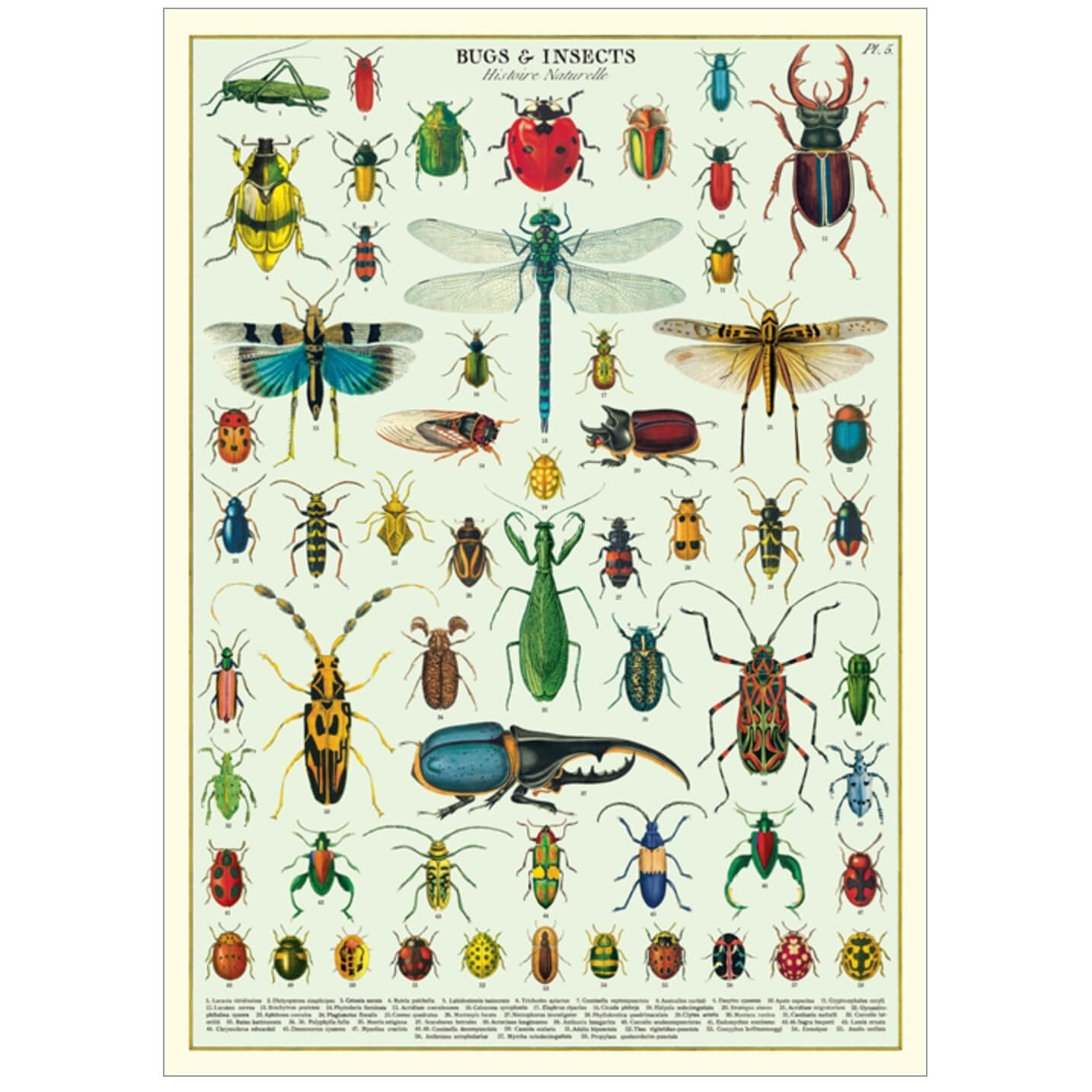 Insect Poster | Bug poster | Vintage Bug Poster